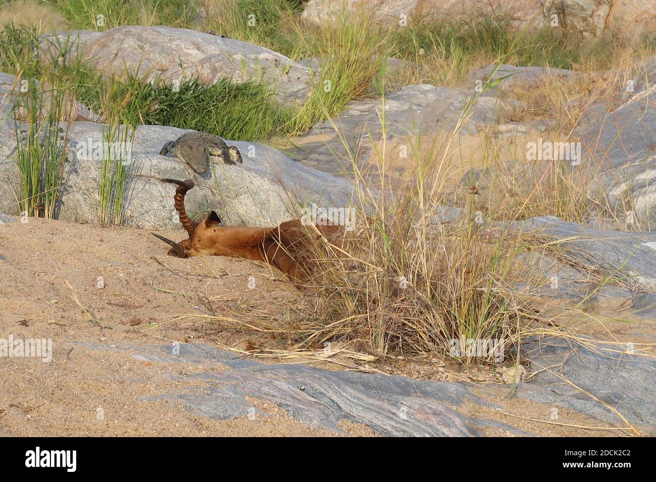Dead antilope hi-res stock photography and images - Alamy