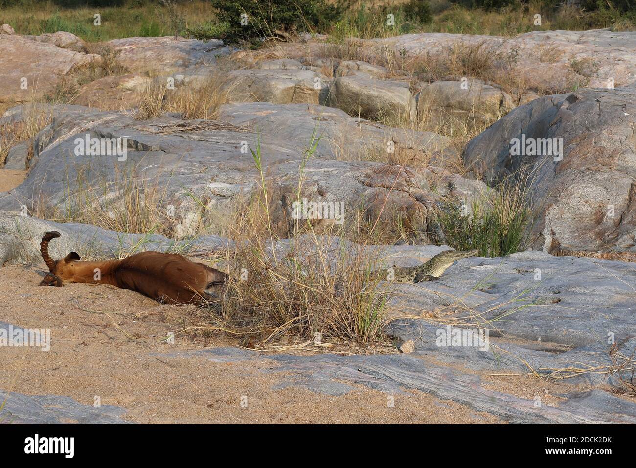 Dead antilope hi-res stock photography and images - Alamy