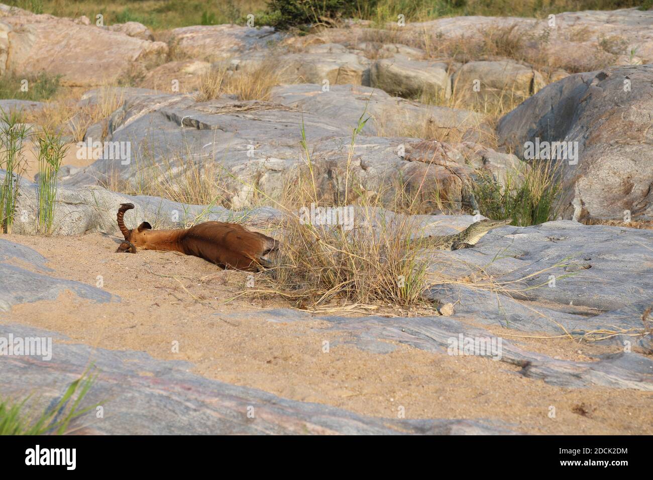 Dead antilope hi-res stock photography and images - Alamy