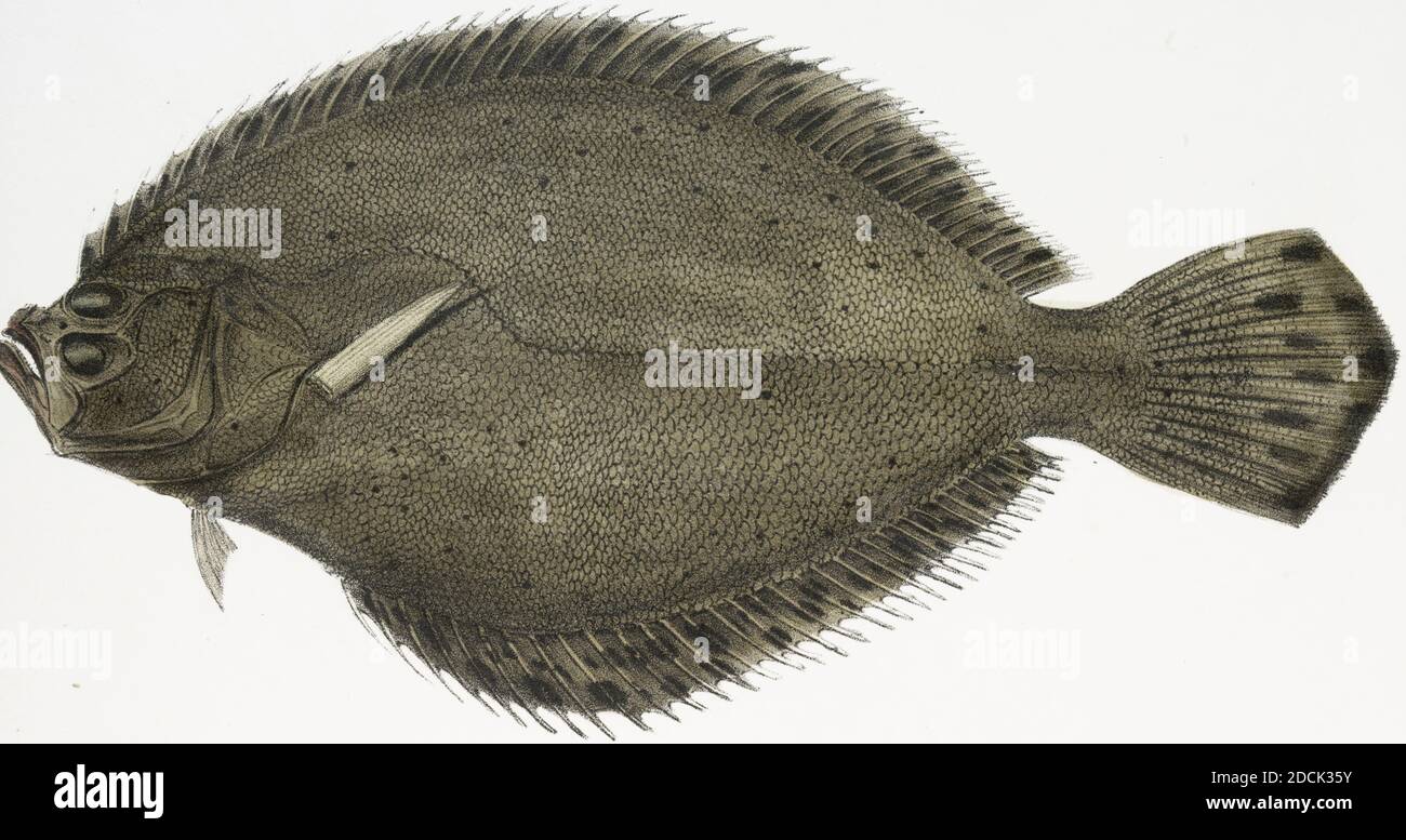 Platessa chinensis hi-res stock photography and images - Alamy