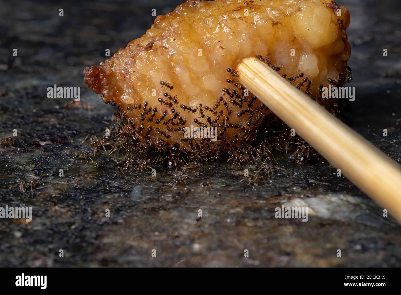 Small Big-headed Ants of the Genus Pheidole in animal fat Stock Photo ...
