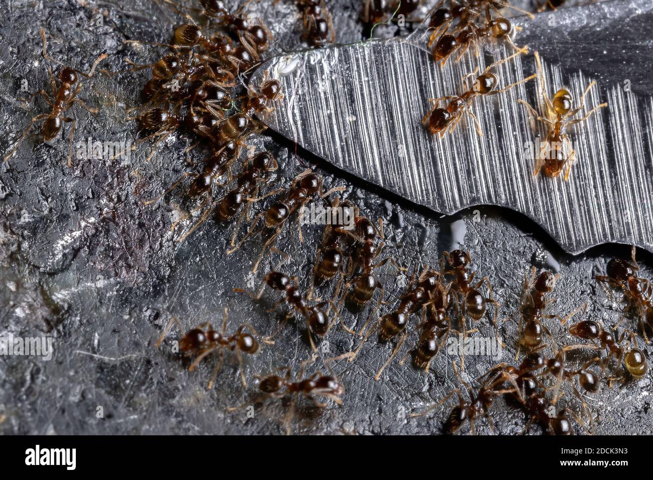 Small Big-headed Ants of the Genus Pheidole Stock Photo - Alamy