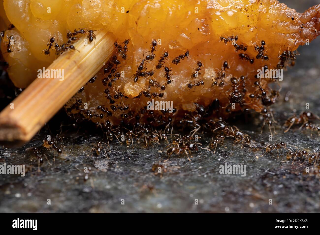 Small Big-headed Ants of the Genus Pheidole in animal fat Stock Photo ...