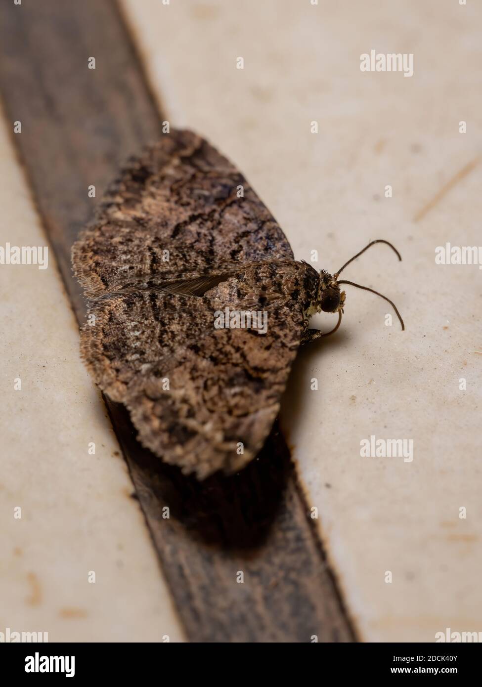 Underwing moth of the Family Erebidae in the ground Stock Photo - Alamy