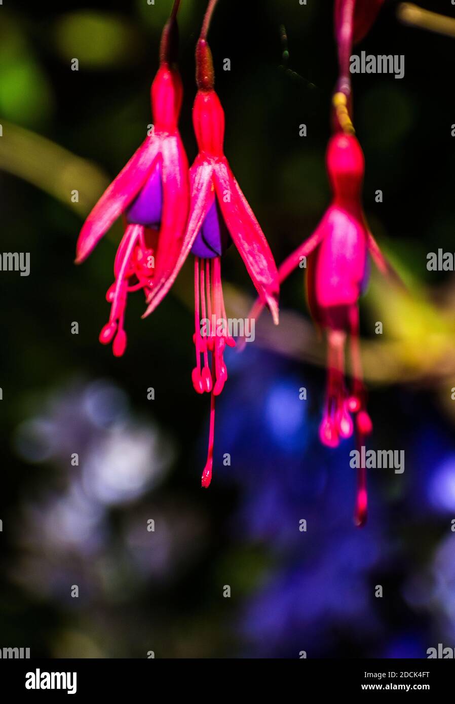 Fuschia color hi-res stock photography and images - Alamy