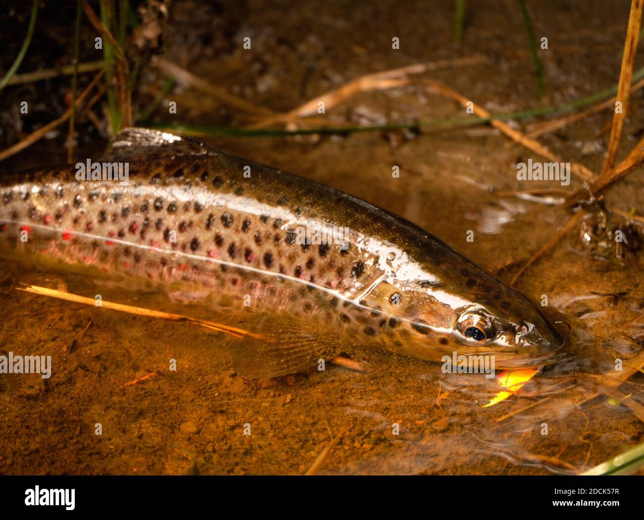 Trout fish with fishing tackle Stock Photo - Alamy