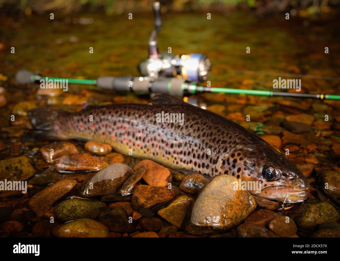 Trout fish with fishing tackle Stock Photo - Alamy