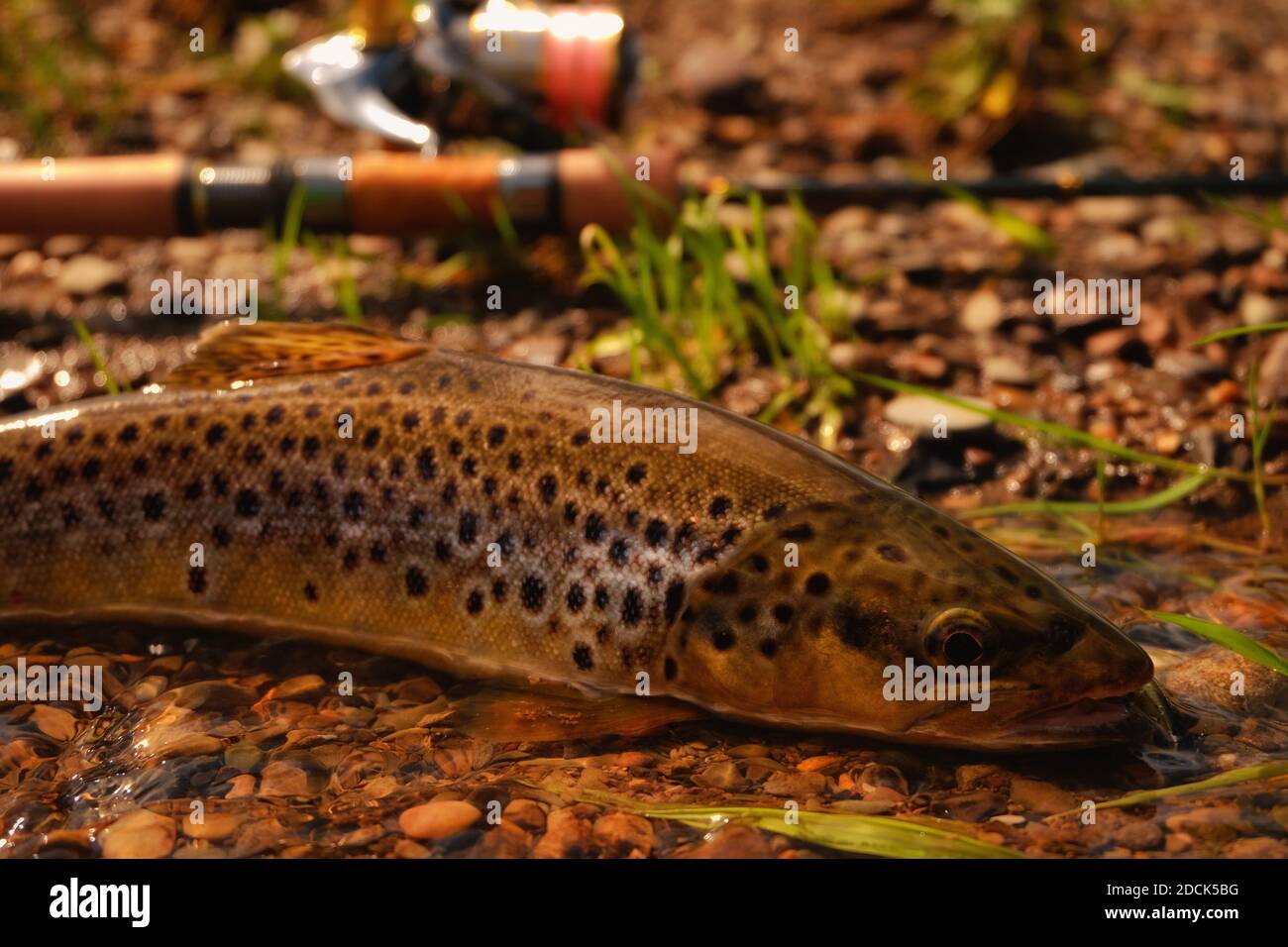 Trout fish with fishing tackle Stock Photo - Alamy