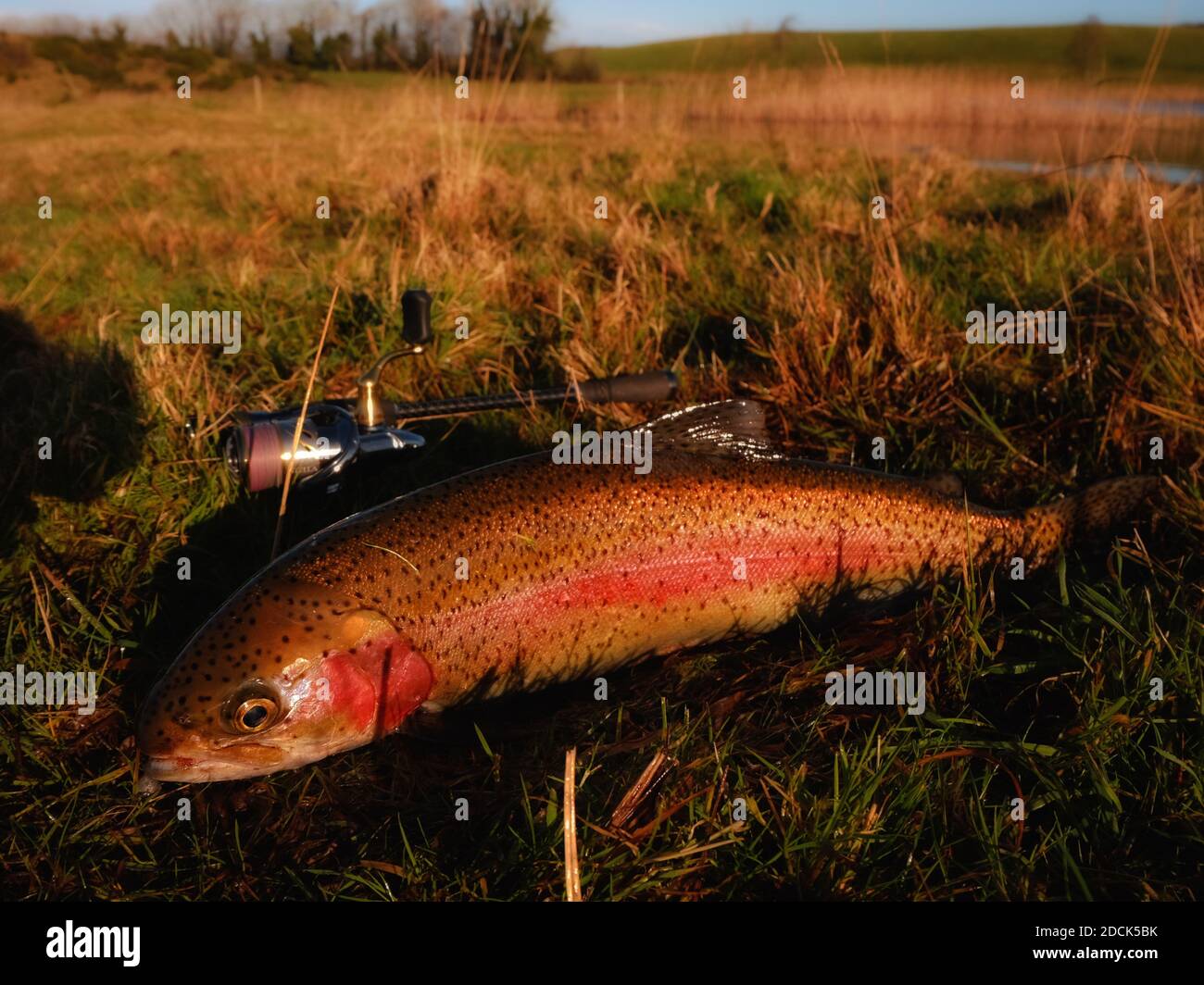 Trout fish with fishing tackle Stock Photo - Alamy