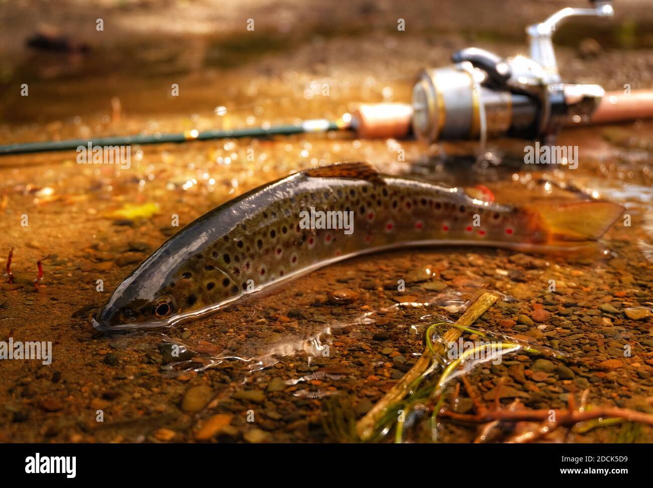 Trout fish with fishing tackle Stock Photo - Alamy