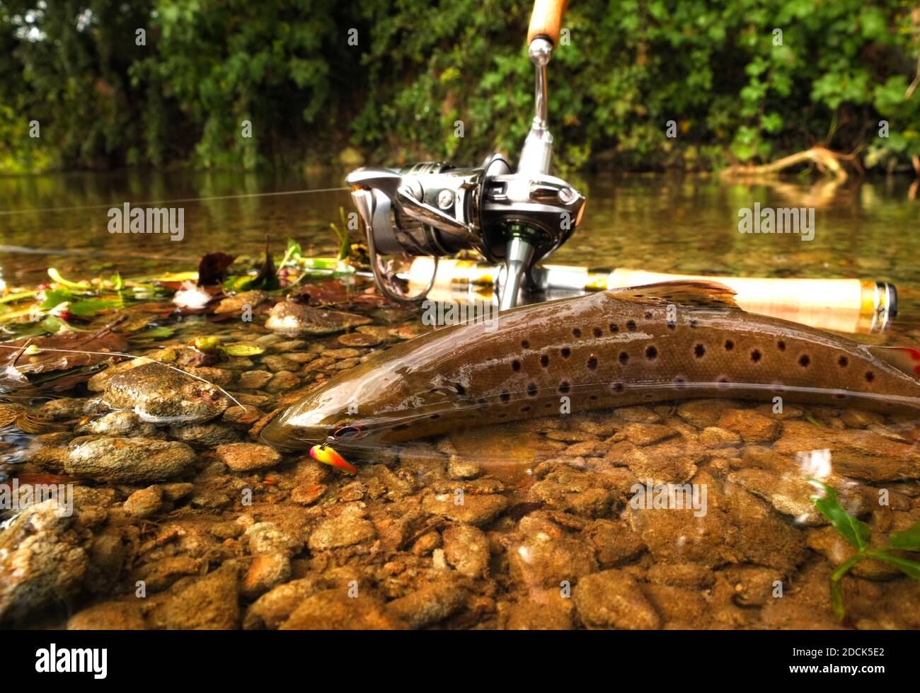 Trout fish with fishing tackle Stock Photo - Alamy
