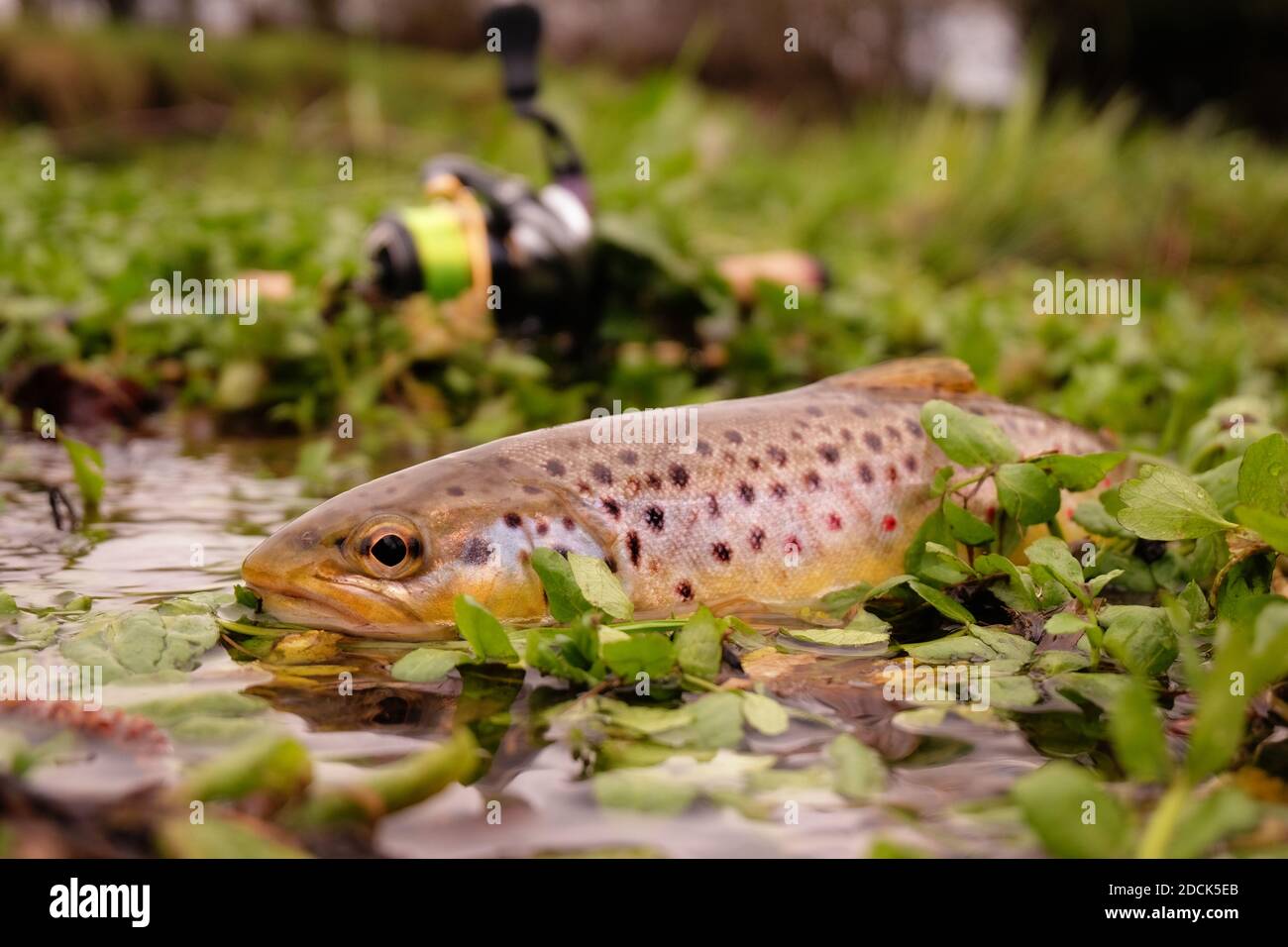Trout fish with fishing tackle Stock Photo - Alamy