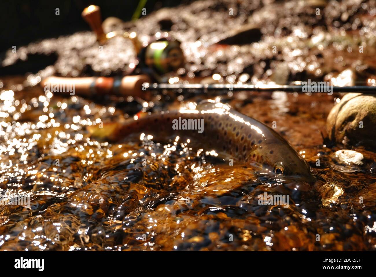Trout fish with fishing tackle Stock Photo - Alamy
