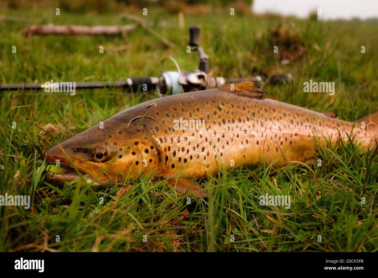 Trout fish with fishing tackle Stock Photo - Alamy