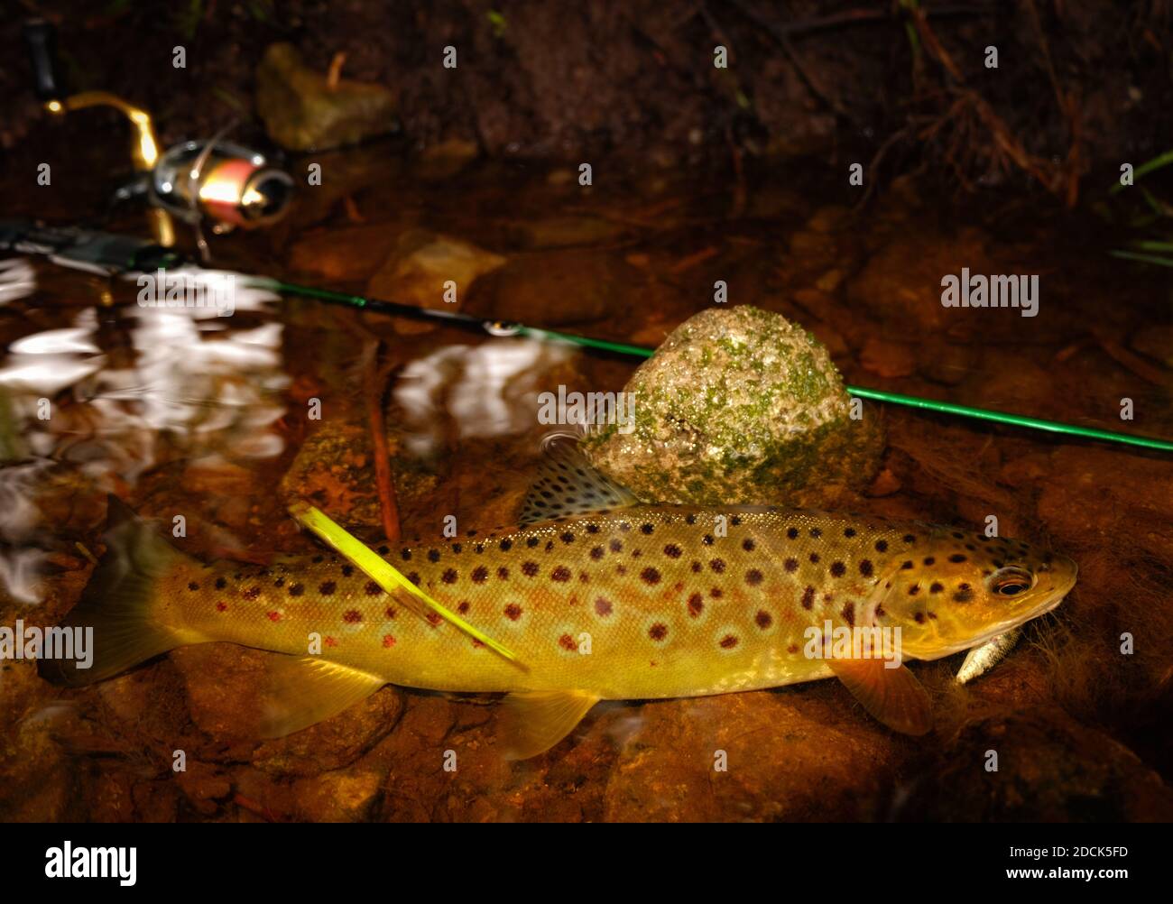 Trout fish with fishing tackle Stock Photo - Alamy