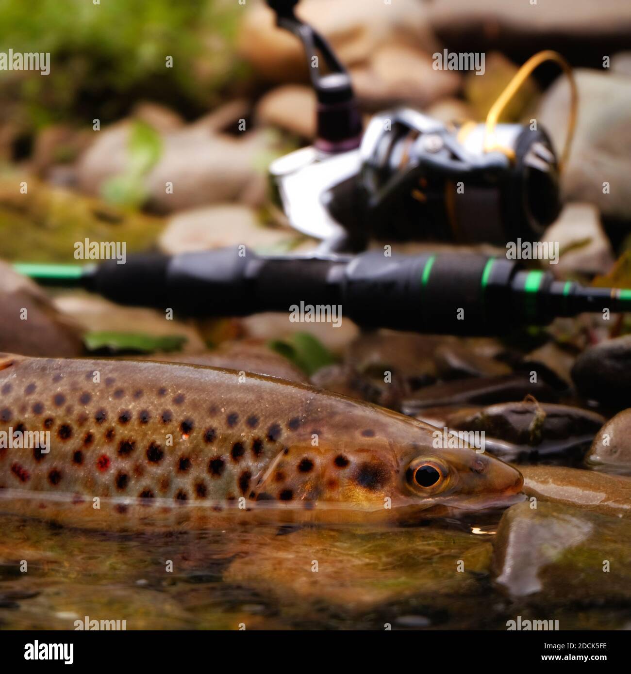 Trout fish with fishing tackle Stock Photo - Alamy