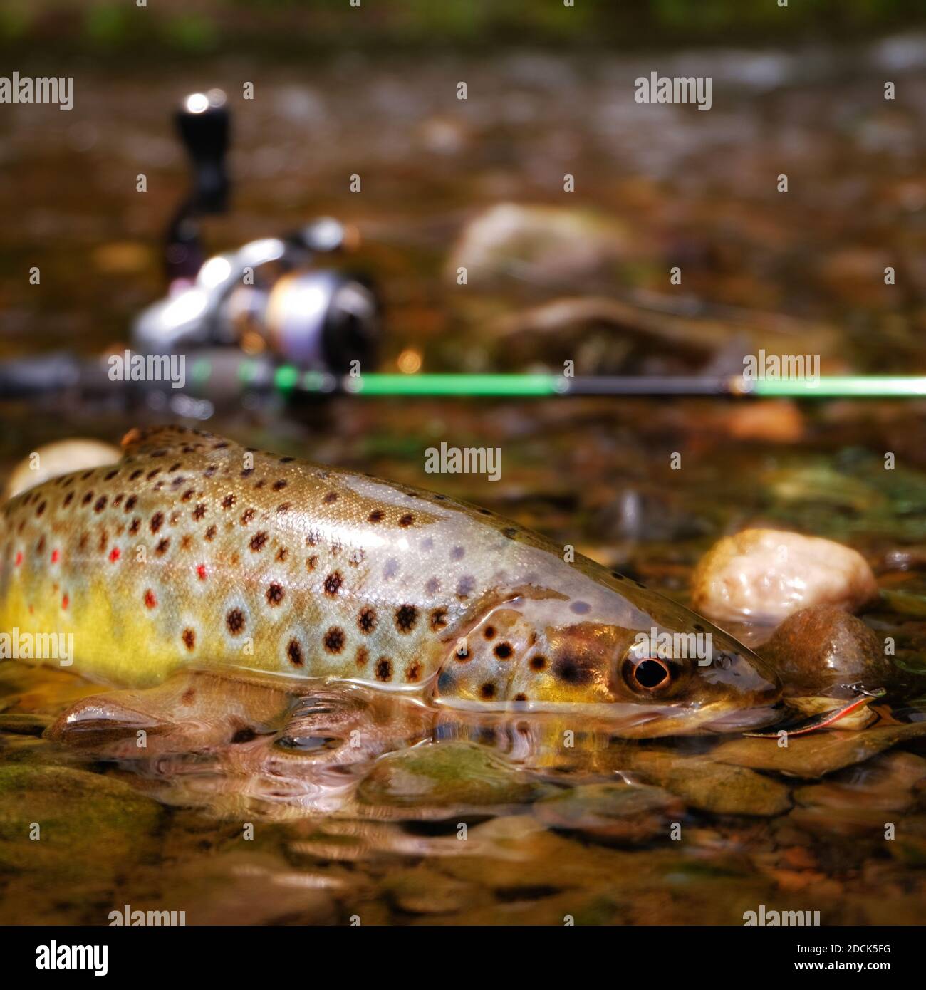 Trout fish with fishing tackle Stock Photo - Alamy