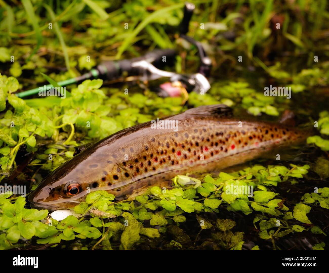 Trout fish with fishing tackle Stock Photo - Alamy