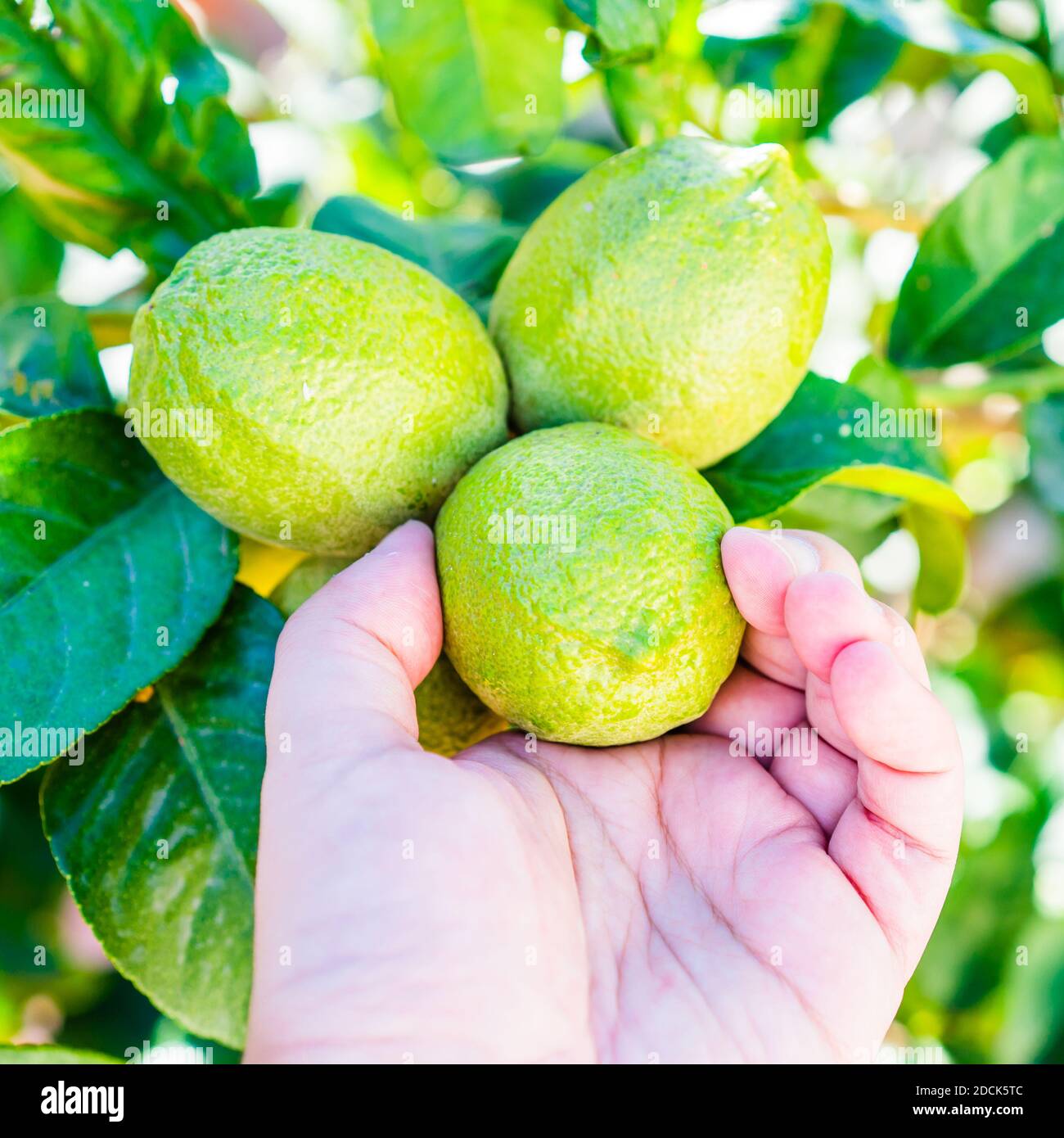 A vertical closeup of a hand picking up fresh lemons from a tree Stock ...