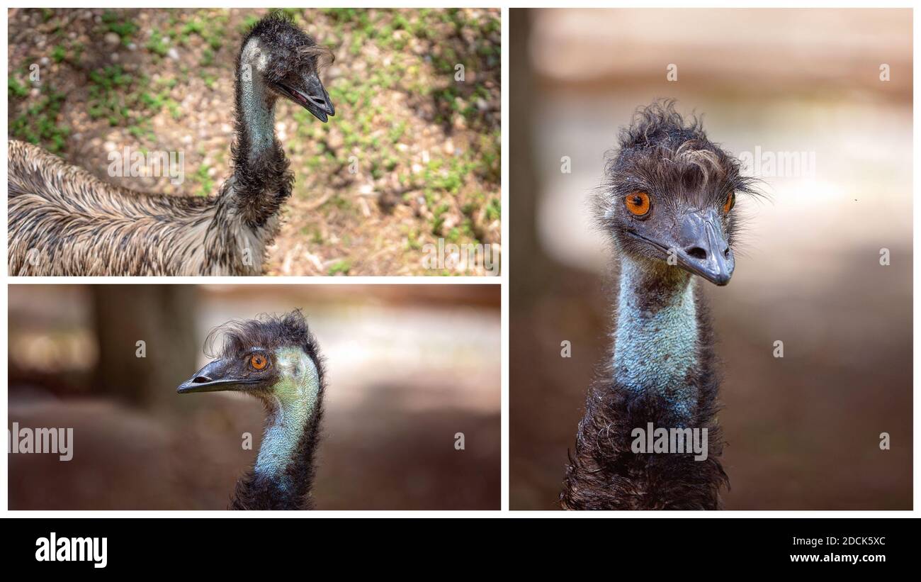 Collage of close up of the face of an Australian emu Stock Photo - Alamy