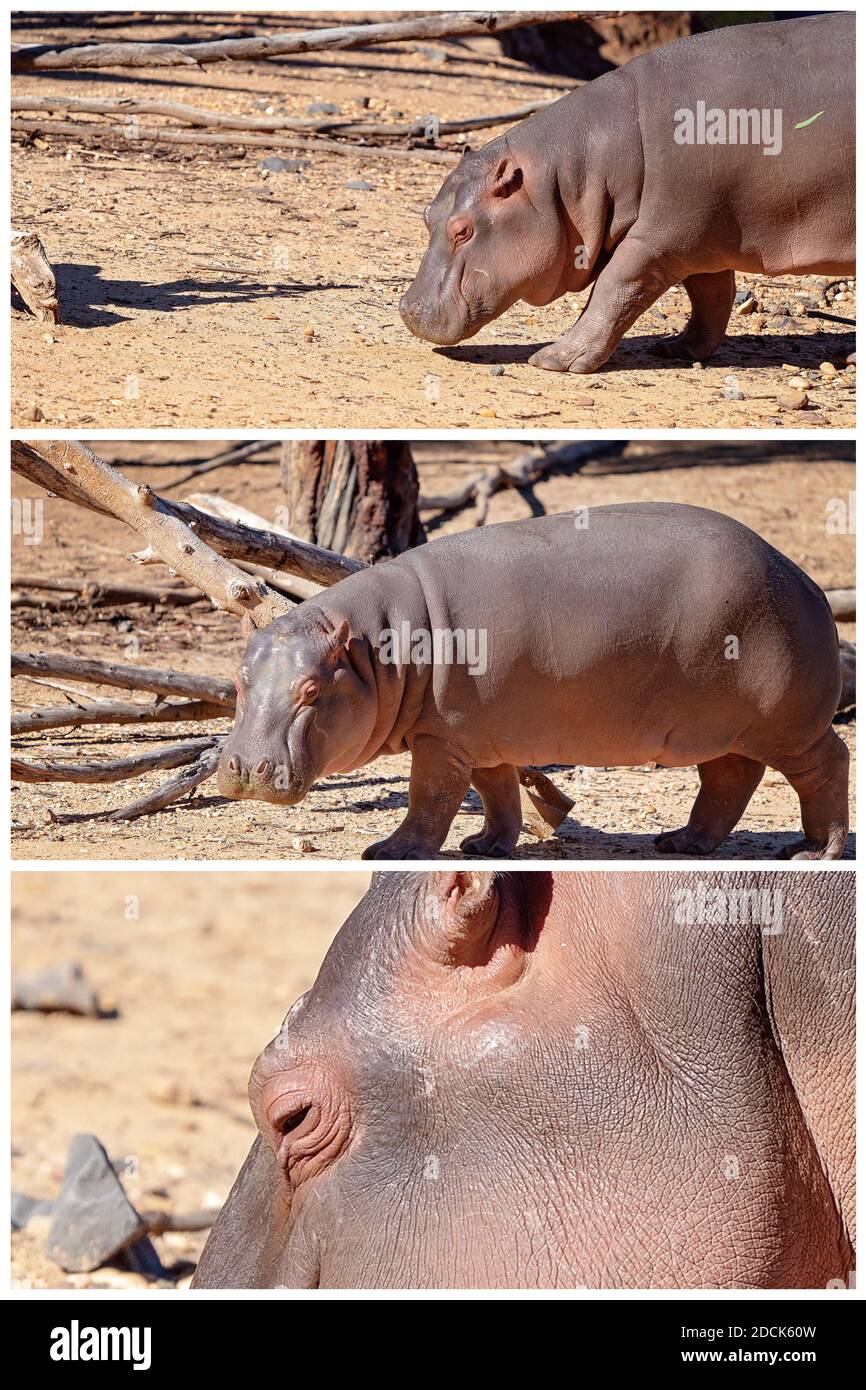 Collage of close up images of a hippopotamus in captivity Stock Photo ...