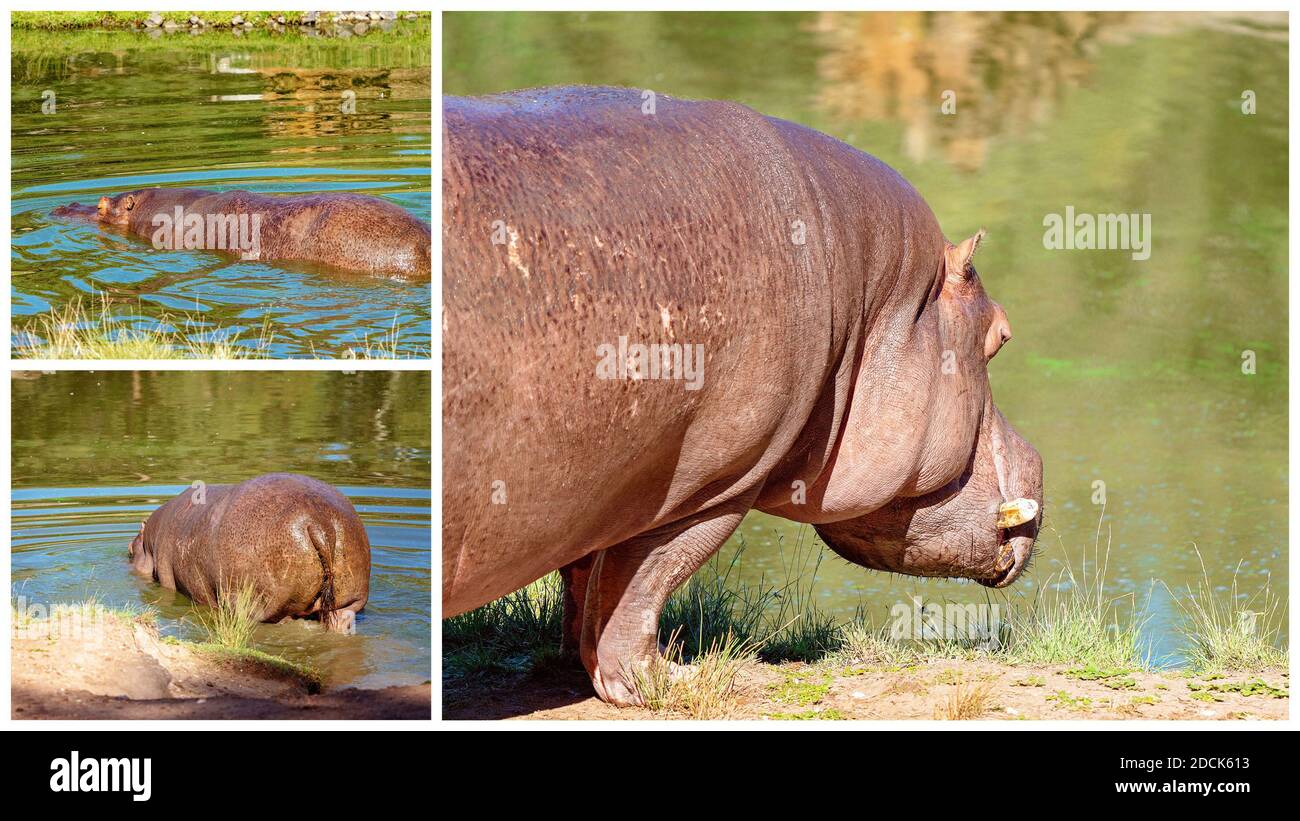 Collage of a semi-aquatic hippopotamus going for a wallow in green ...