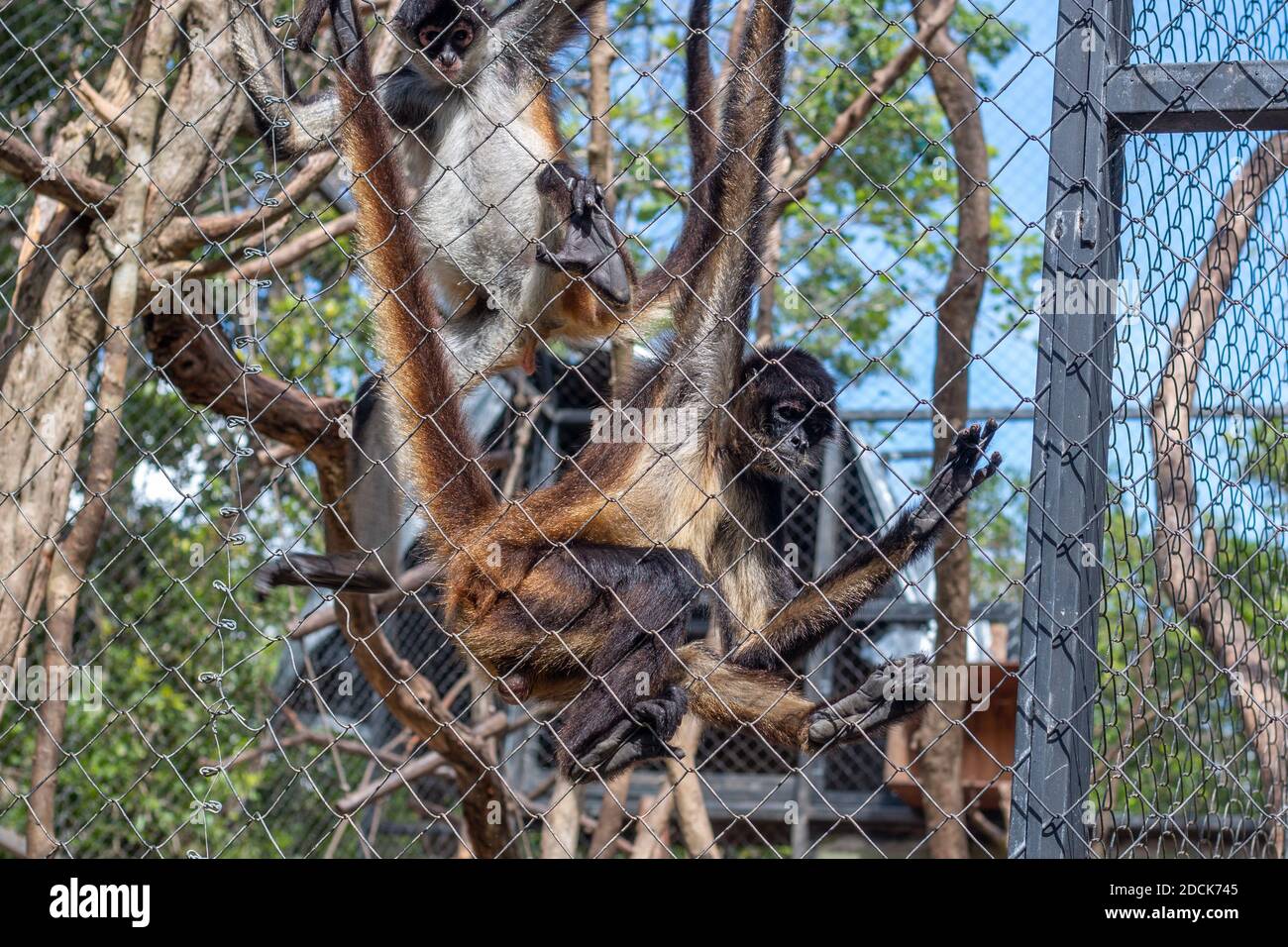 Akumal monkey hi-res stock photography and images - Alamy