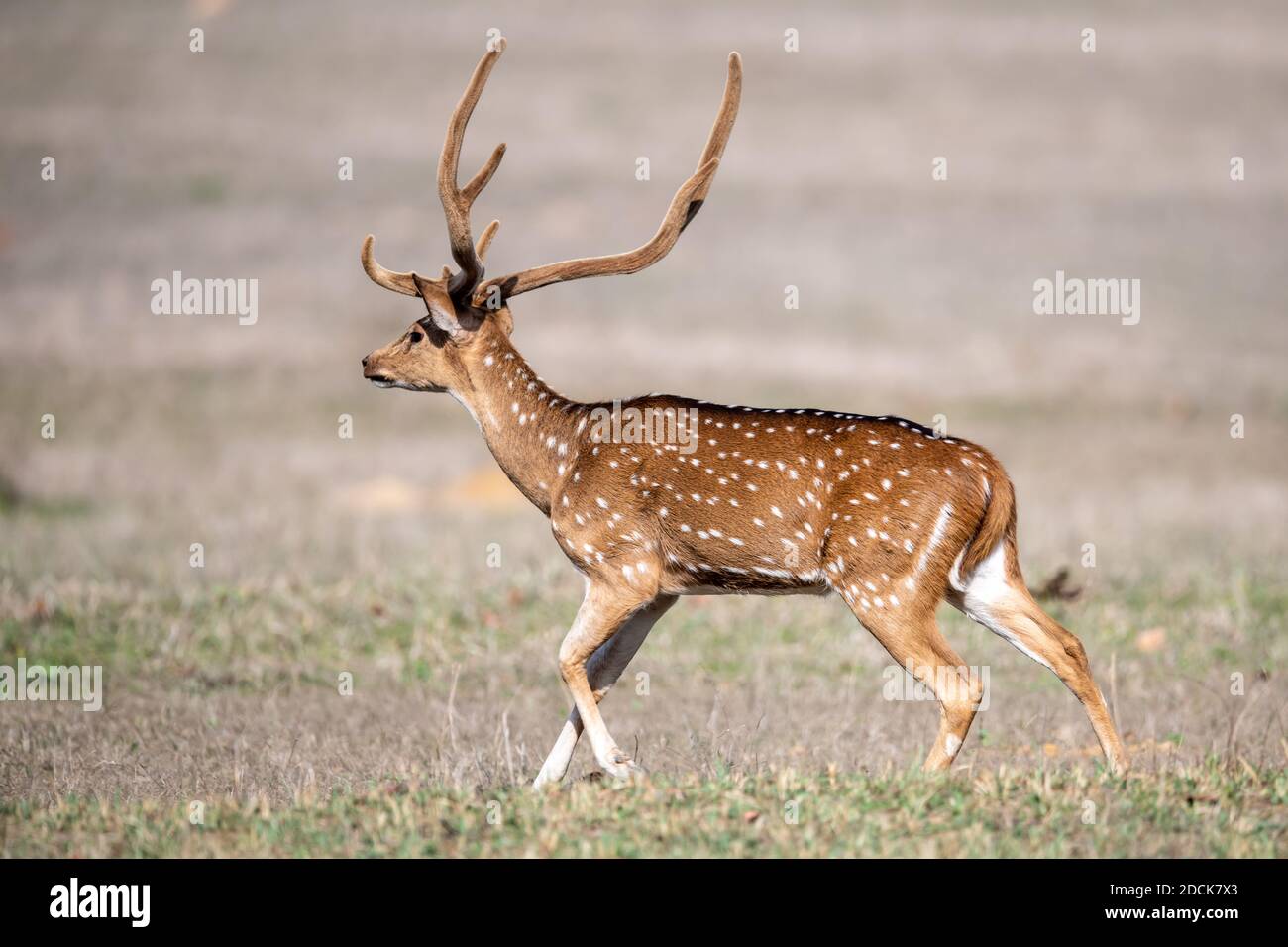 Chital running hi-res stock photography and images - Alamy