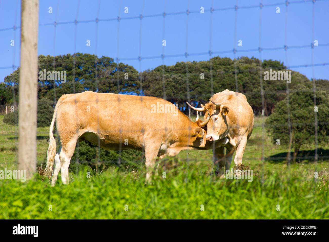 Brown cow strokes bull behind fence on green meadow on sunny day Stock ...