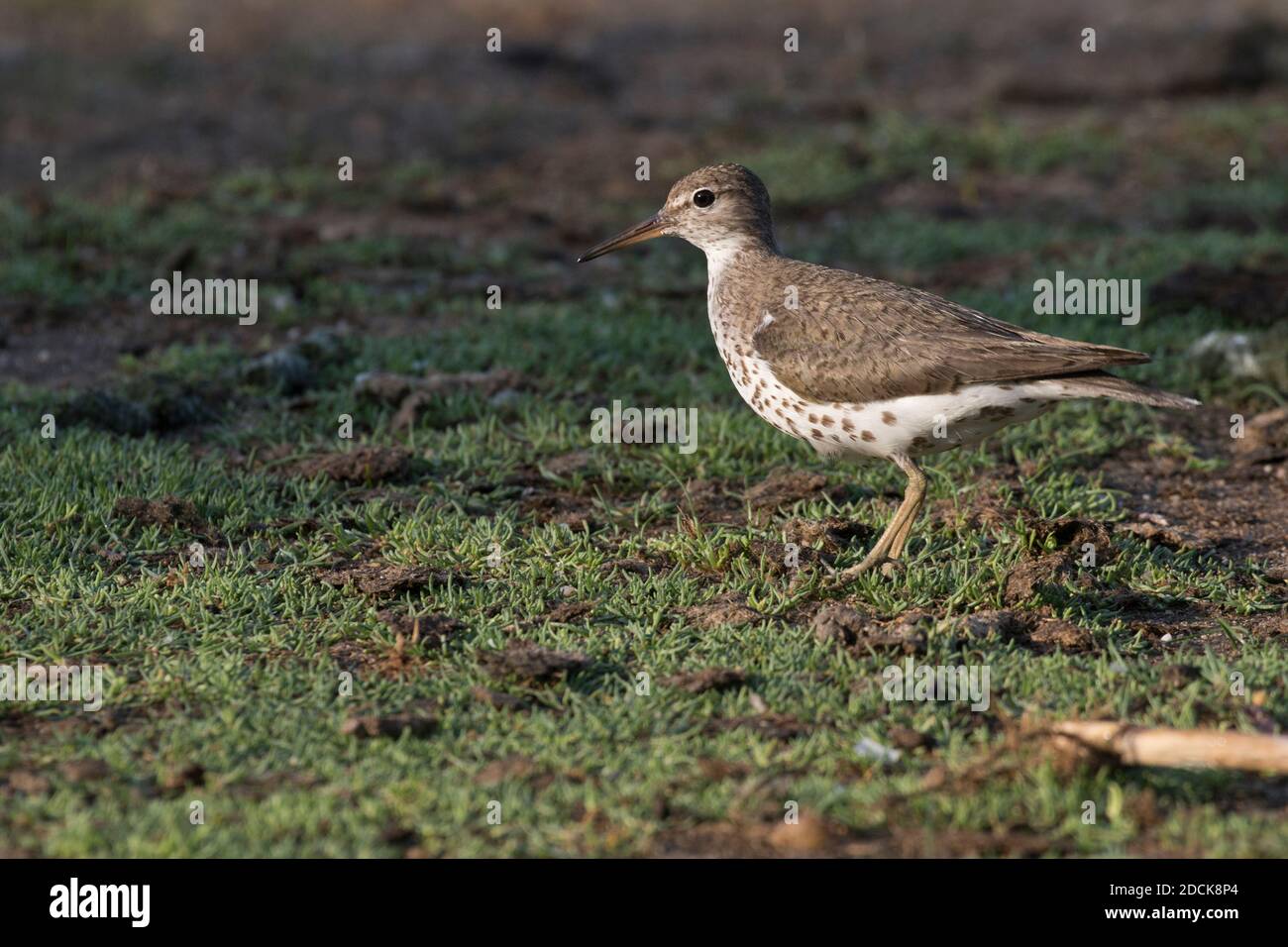 Spotted sandpiper breeding plumage hi-res stock photography and images ...