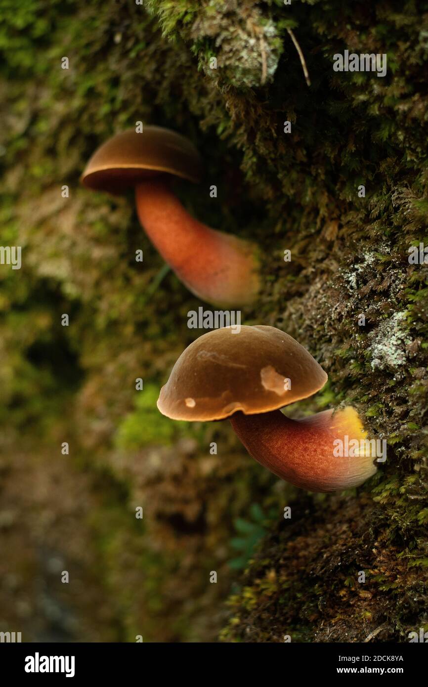 Close-Up Of Mushroom growing in a wall of the Forest Stock Photo - Alamy