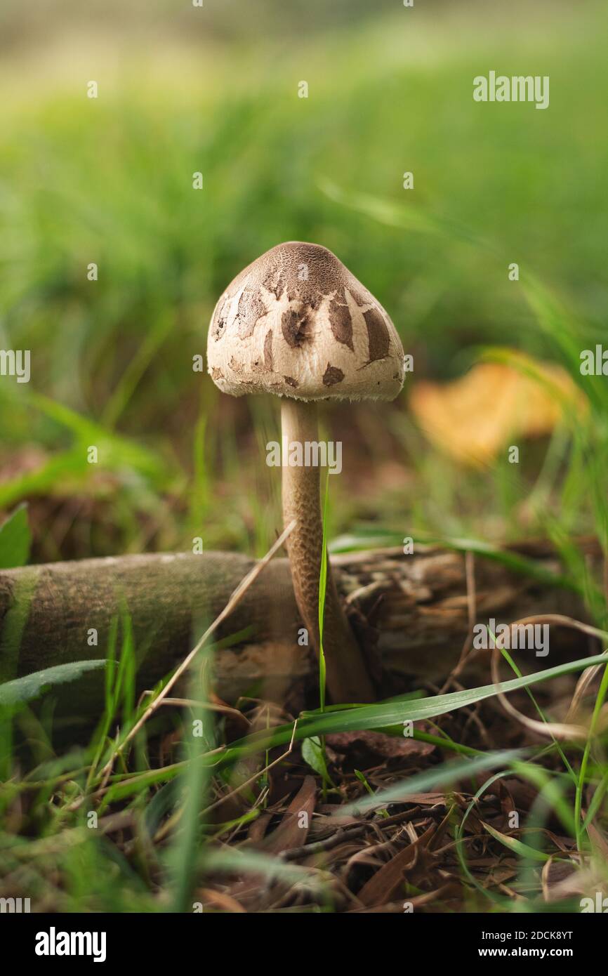 Close up parasol hi-res stock photography and images - Alamy