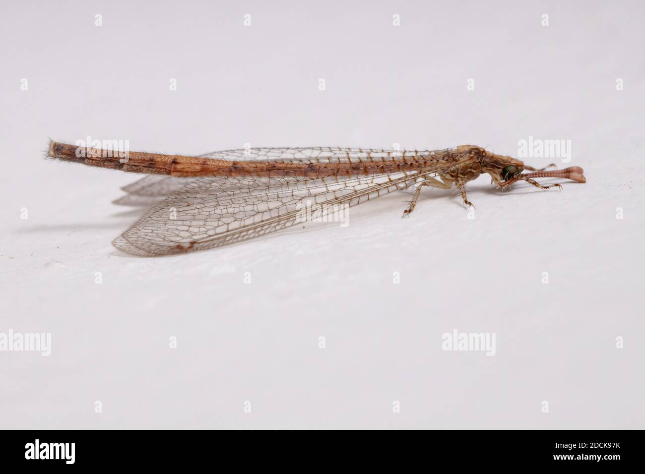 Insect Ant-lion of the Family Myrmeleontidae Stock Photo - Alamy