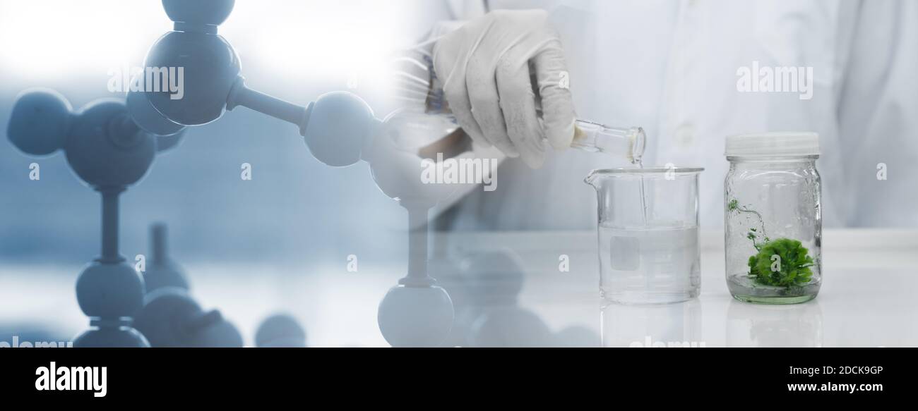 scientist pouring water into beaker and green plant in bottle and blue ...