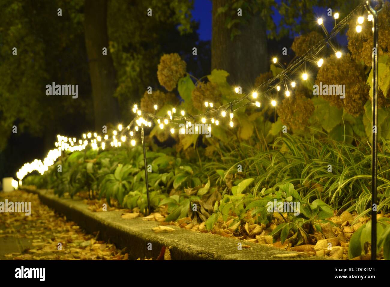 Lights in bushes Stock Photo - Alamy