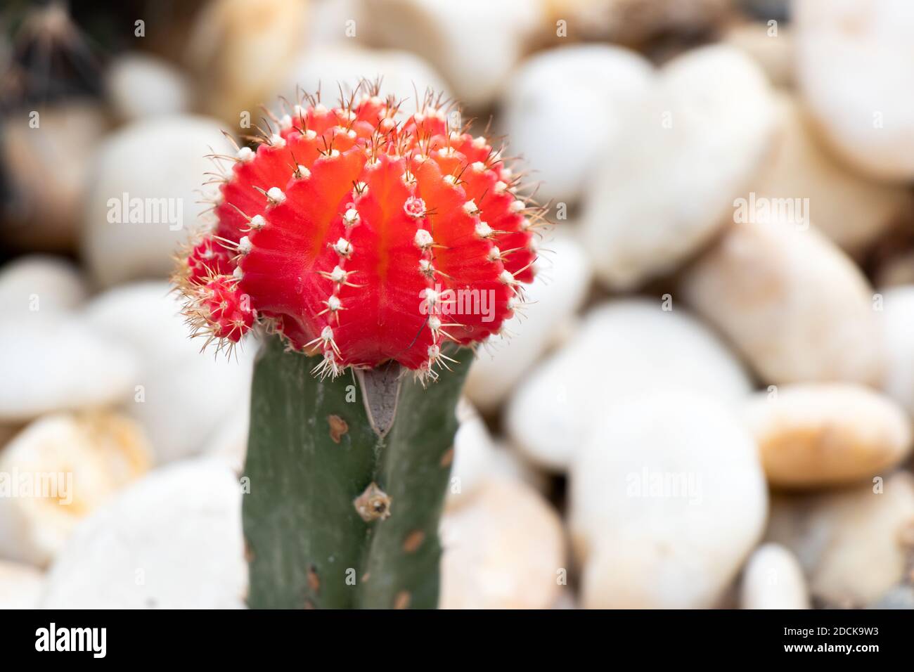 Red color cactus budding on another green cactus Stock Photo - Alamy