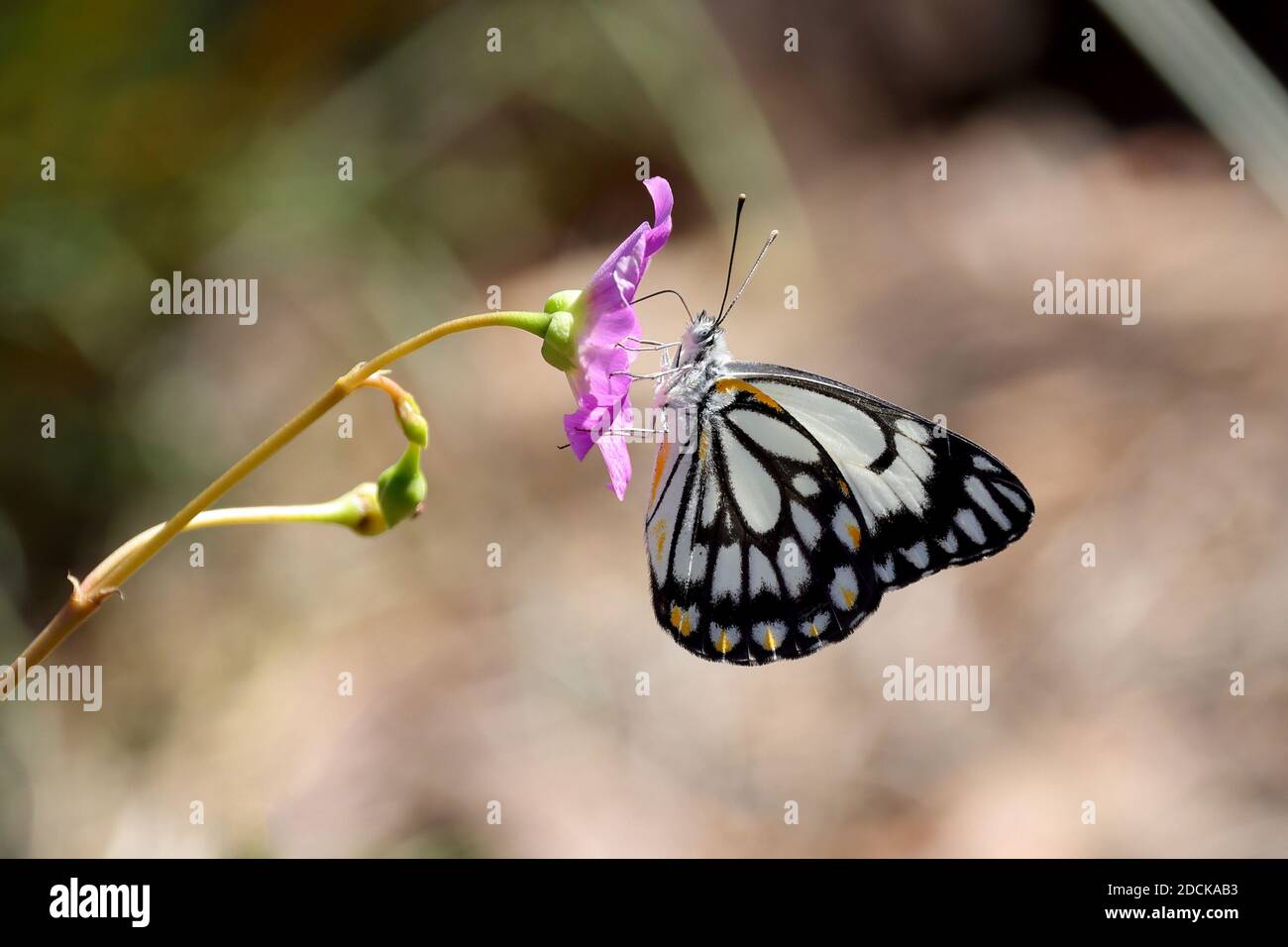 Caper white butterfly hi-res stock photography and images - Alamy