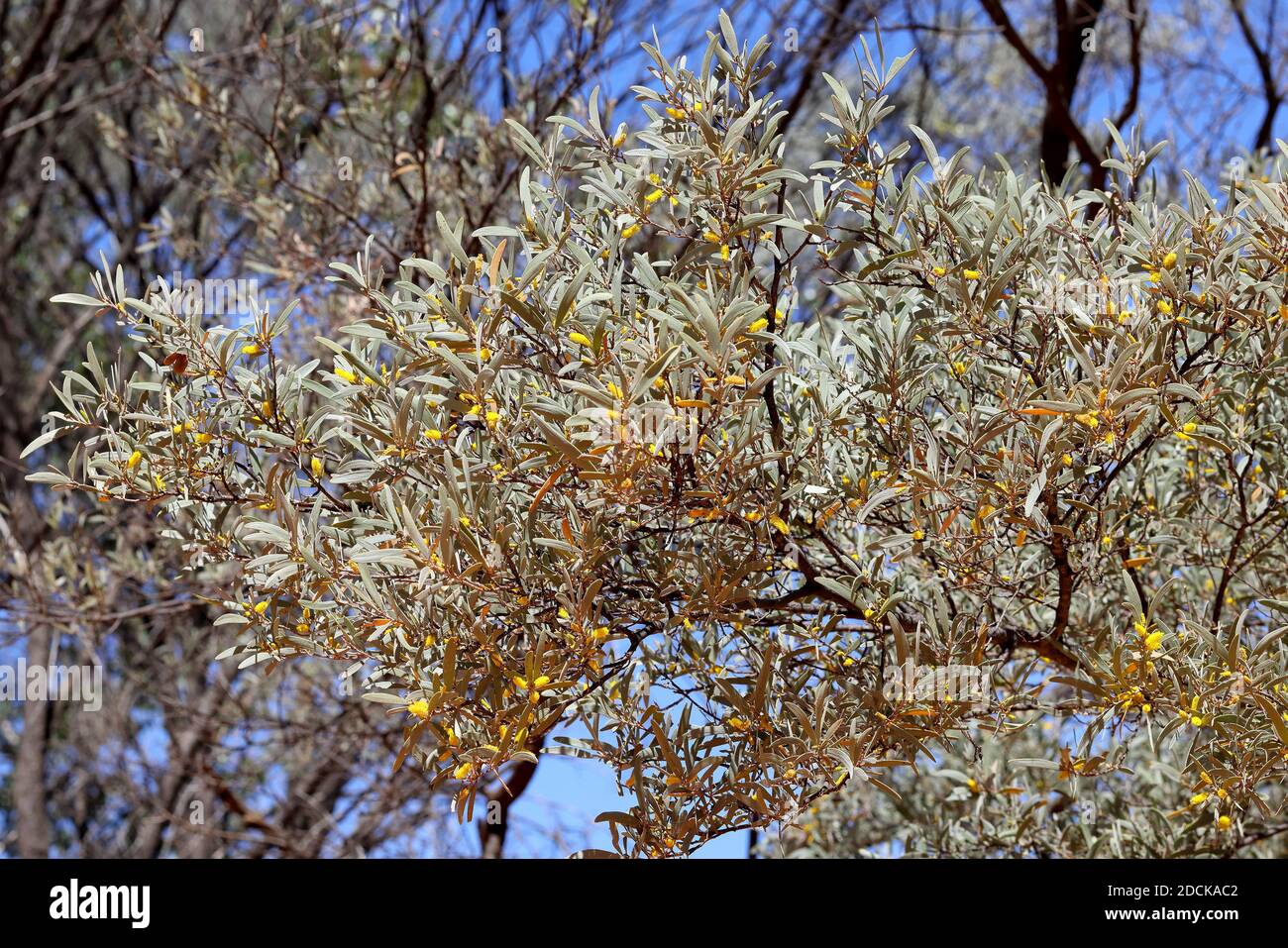 Mulga Tree in flower NSW Australia Stock Photo - Alamy