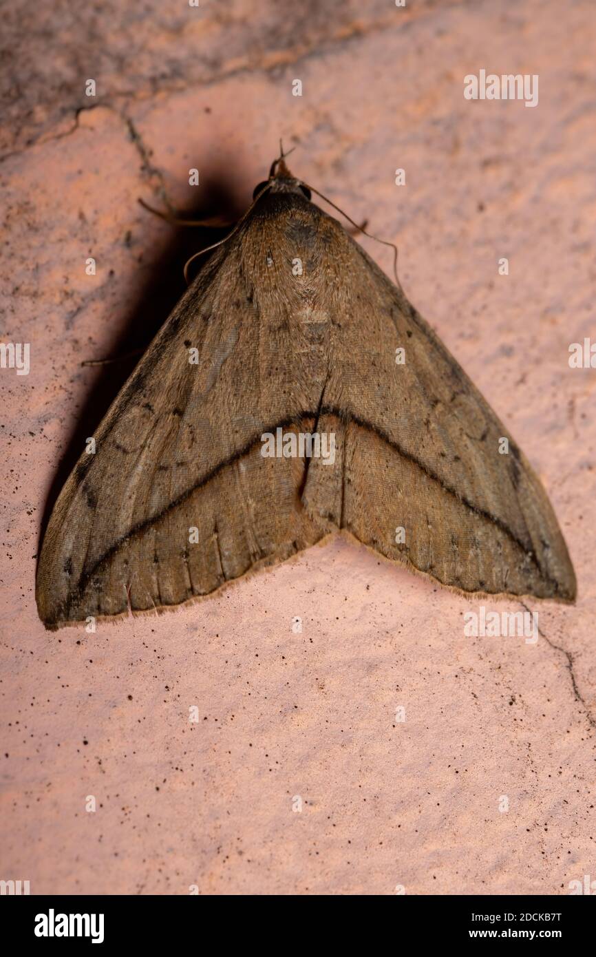 Brazilian Underwing moth of the species Anticarsia anisospila Stock ...