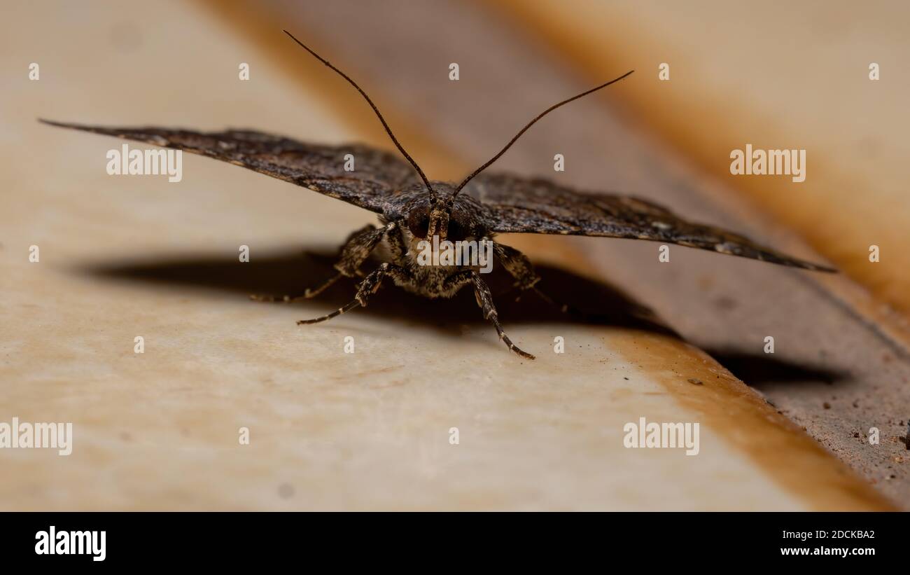 Family hexapoda hi-res stock photography and images - Alamy