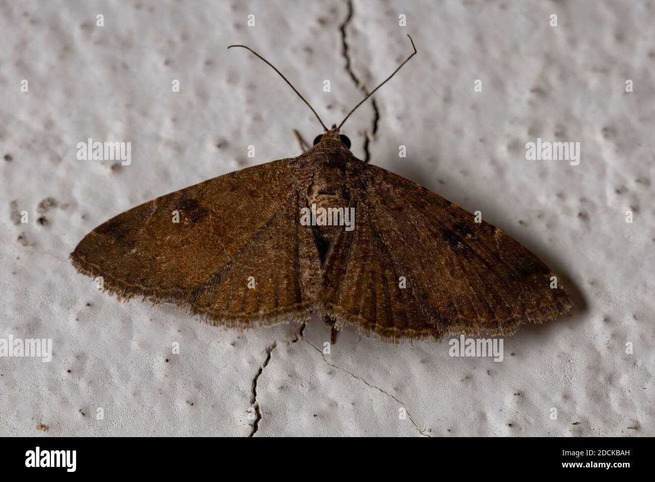 Brazilian moths hi-res stock photography and images - Alamy