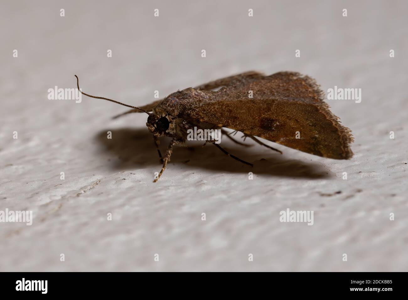Brazilian brown moth of the Order Lepidoptera Stock Photo - Alamy