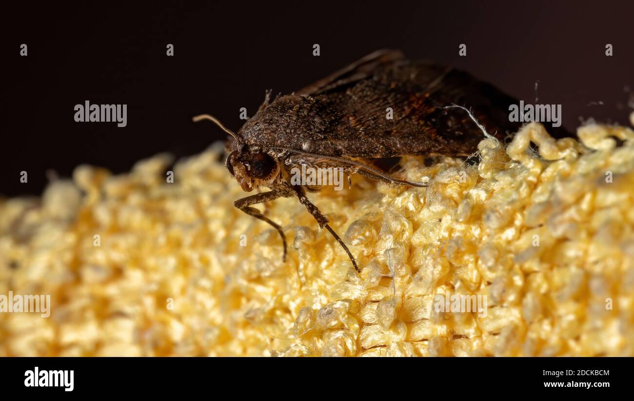 Brazilian brown moth of the Order Lepidoptera Stock Photo - Alamy