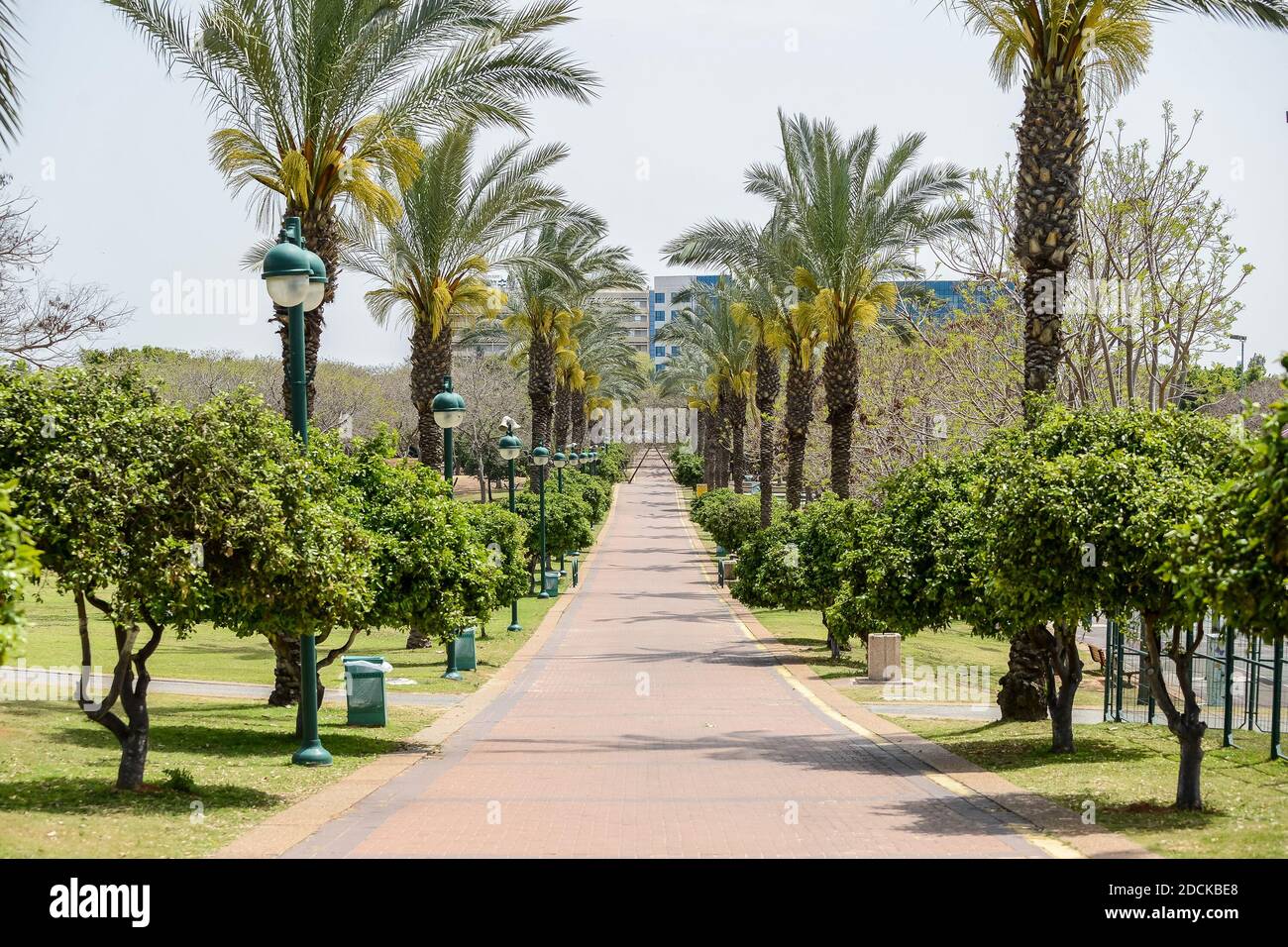 Israel. Beautiful photo of a park with palm trees and a wonderful view ...