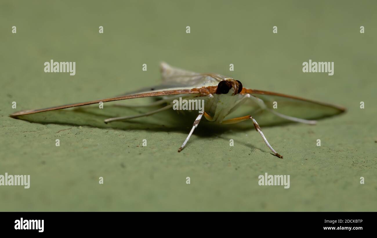 Four-spotted Palpita Moth of the species Palpita quadristigmalis Stock ...