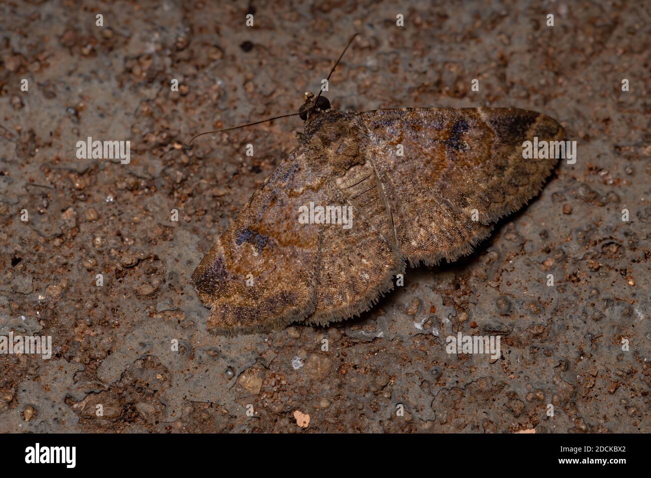 Underwing moth of the Family Erebidae Stock Photo - Alamy