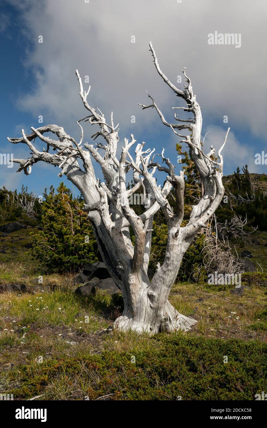 Skeleton in forest hi-res stock photography and images - Alamy