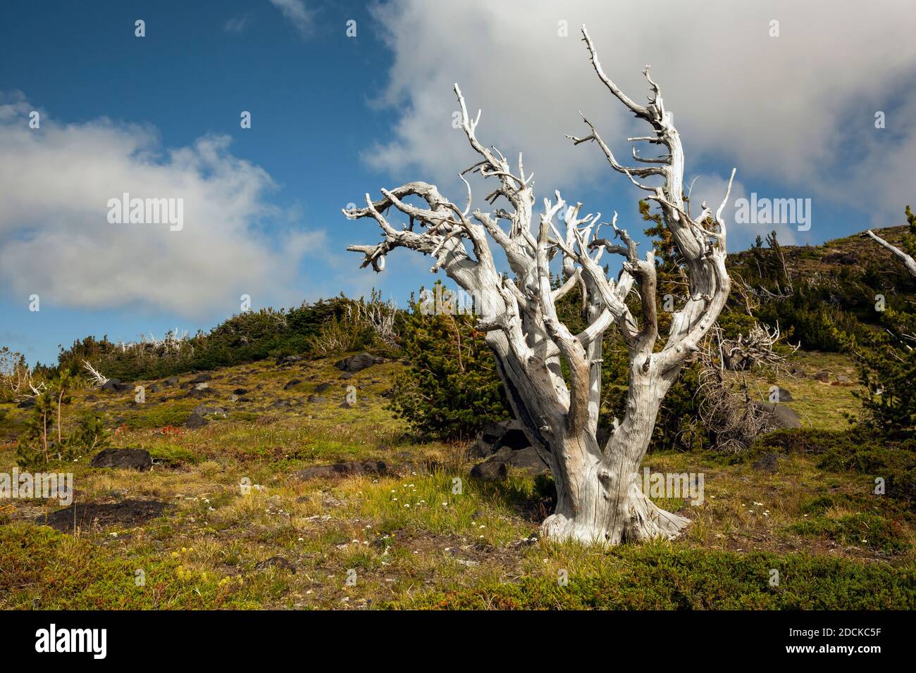 Skeleton in forest hi-res stock photography and images - Alamy