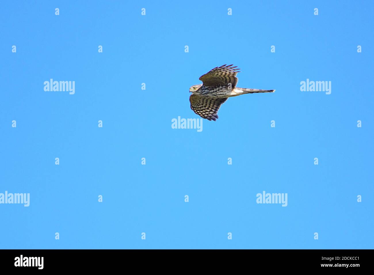 Turkey hawks hi-res stock photography and images - Alamy