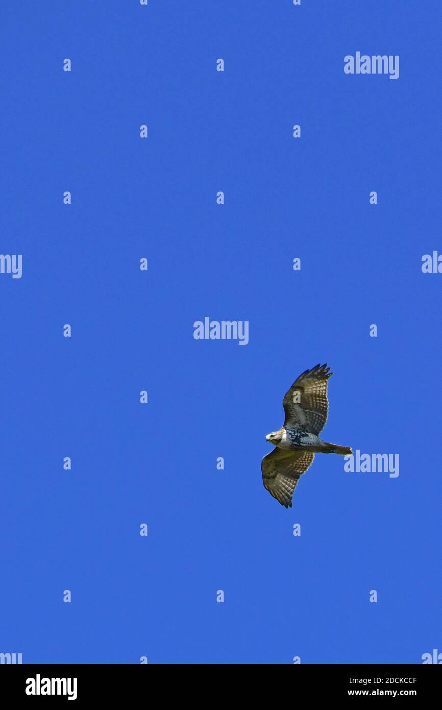 Turkey hawks hi-res stock photography and images - Alamy